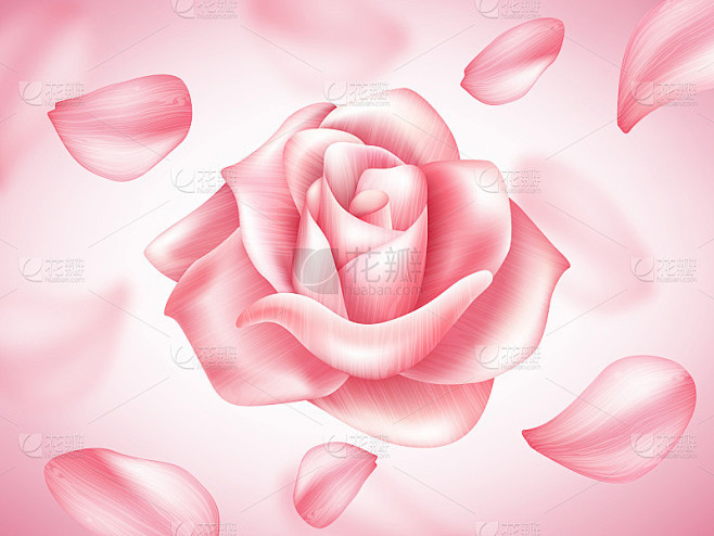 Coral rose flower. Realistic vector illustration