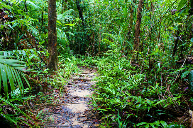 jungle-trail-puerto-princesa-june-09-2017-11