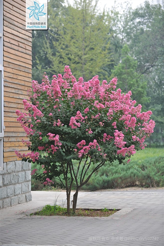 紫薇 Lagerstroemia indica L. 中国植物图像库
