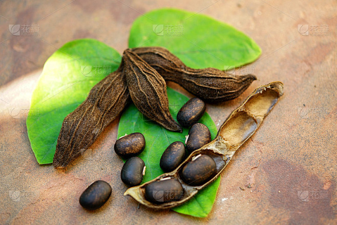 绿叶上的天鹅绒豆