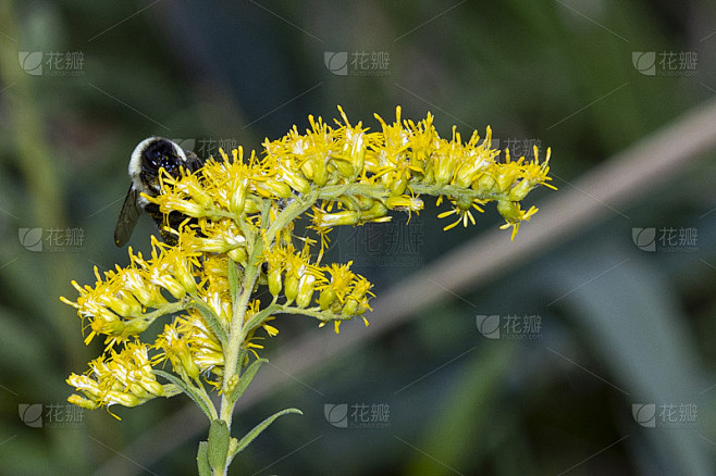 大黄蜂在高大的黄花A1R_8834上