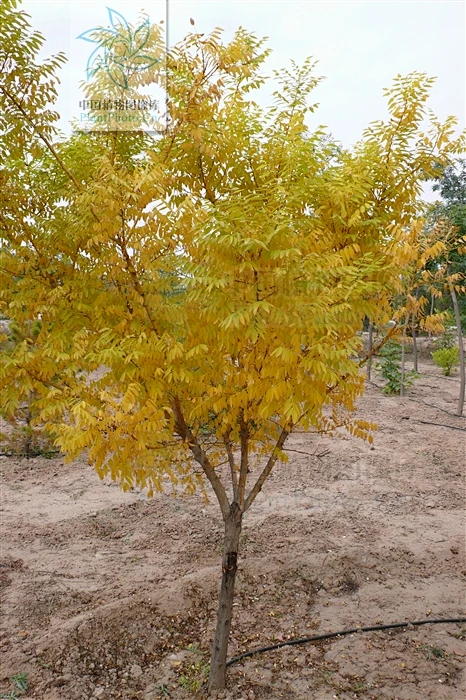 Sophora japonica cv. Golden Stem 金枝国槐-花瓣网