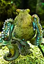 Cephalopod: planktonic octopus paralarva.-花瓣网