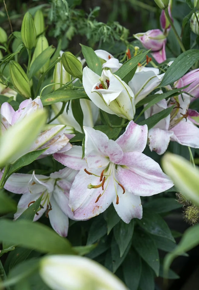 花瓣灵感详情页-花瓣网