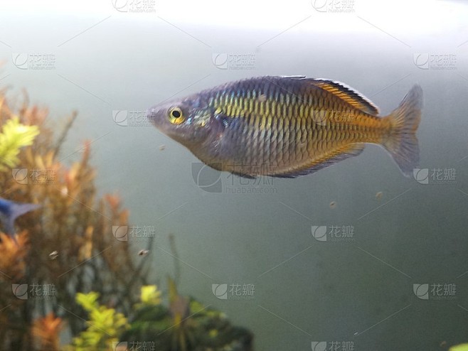 水族馆里的波西马尼彩虹鱼