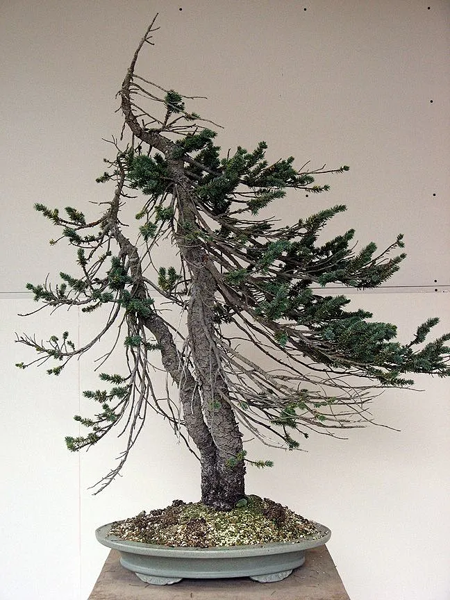 This may contain: a bonsai tree in a pot on a table-花瓣网