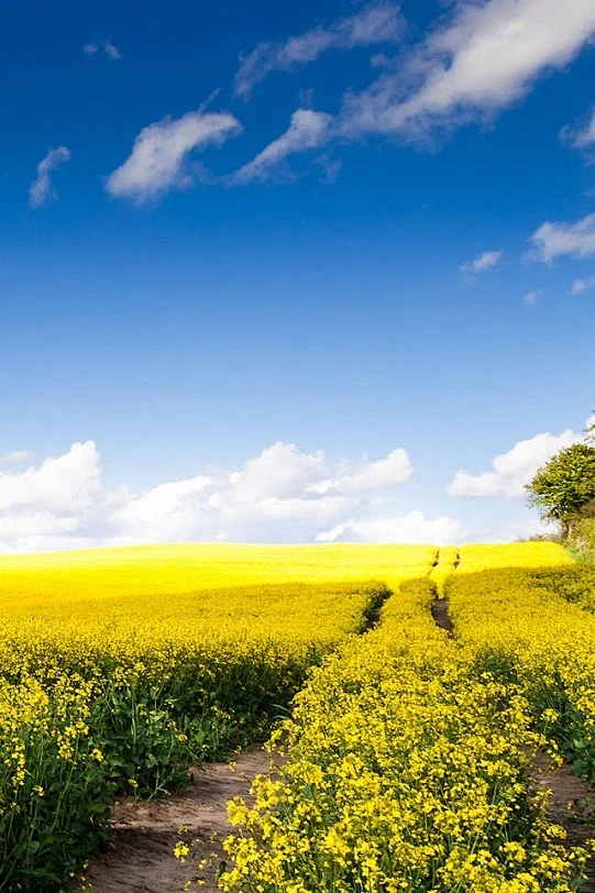 花瓣灵感详情页-花瓣网