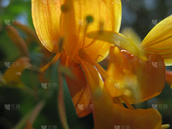 P.Spring橙色专辑