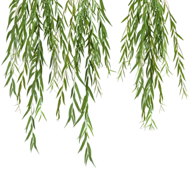 【米图网-52mitu.com】垂柳 柳叶 绿色 ss垂柳-花瓣网