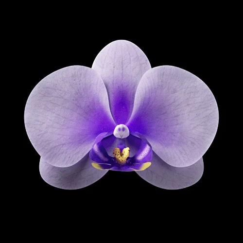 Flora - Orchid :: Behance-花瓣网