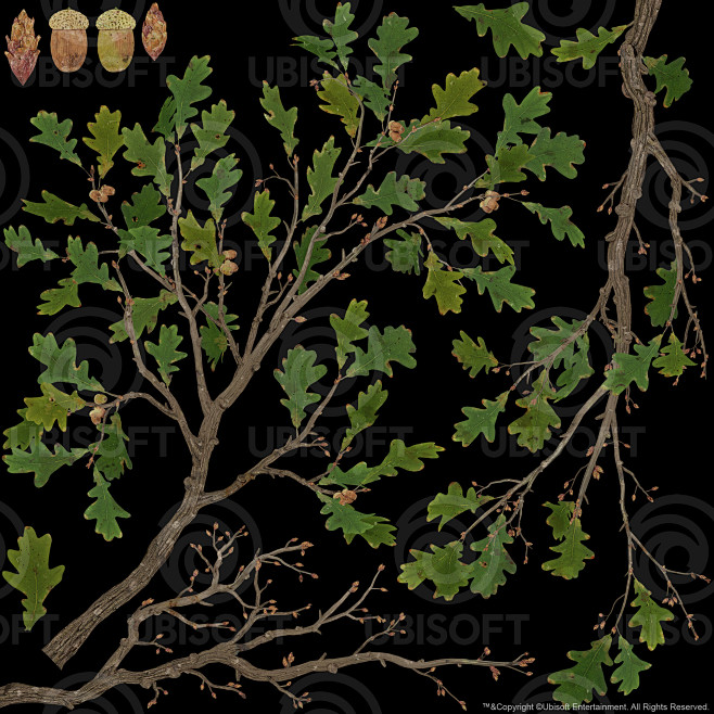 Oak Branch Texture