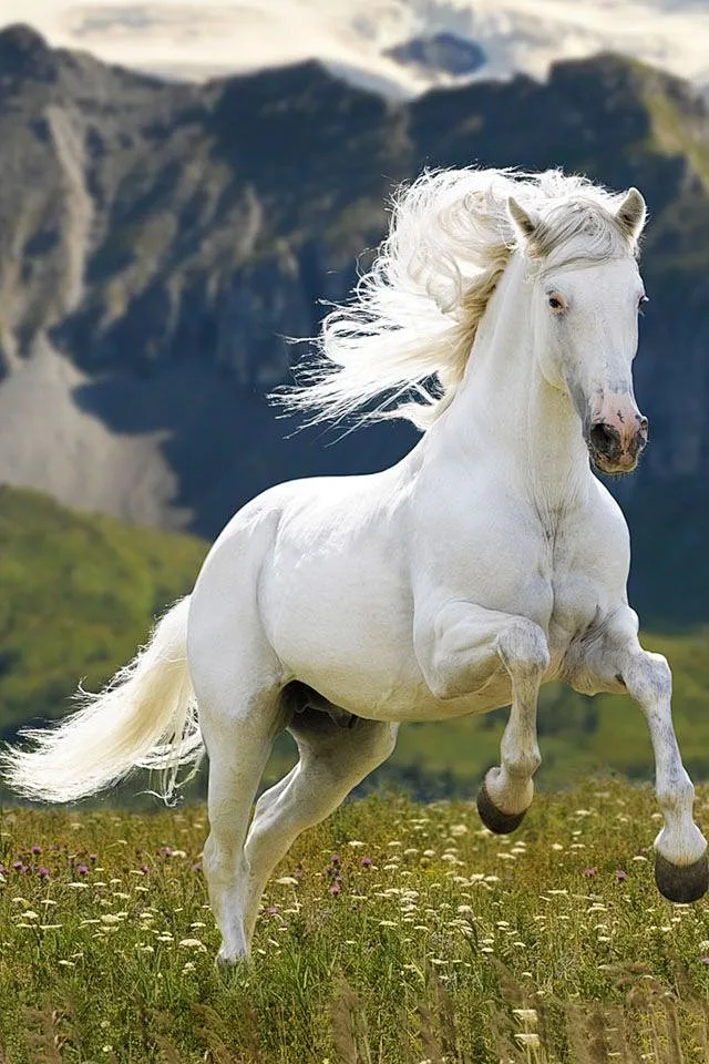 Beautiful white horse-花瓣网