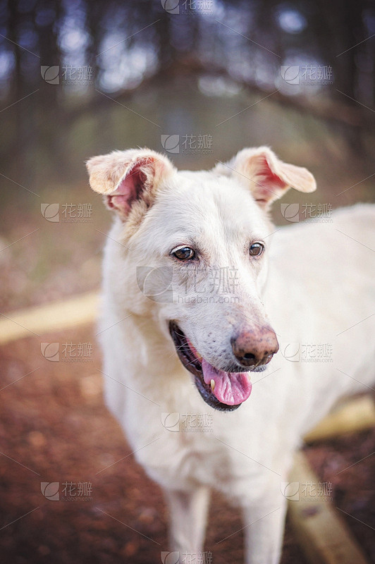 柯利牧羊犬,白色,多样,宠物收养,杂种狗,自然,垂直画幅,长发,犬科的,宠物