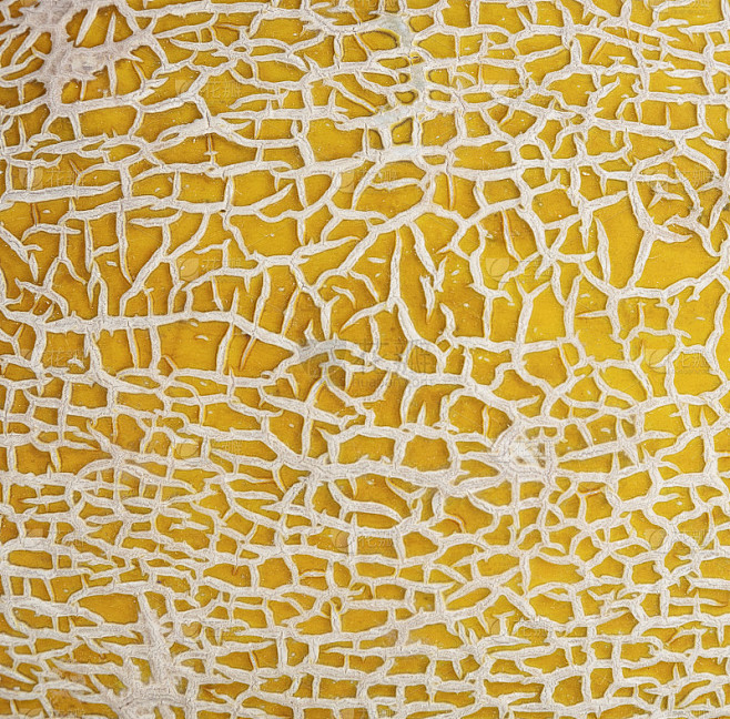 近瓜皮在完整的框架格式