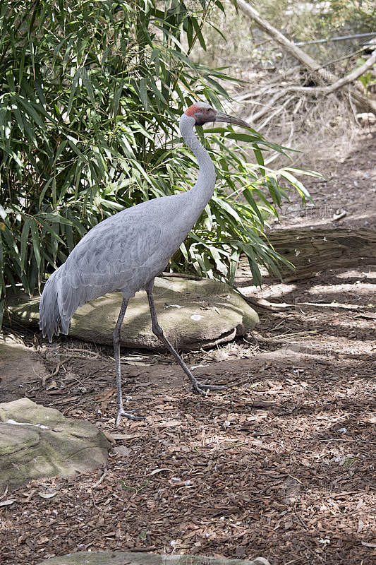 brolga