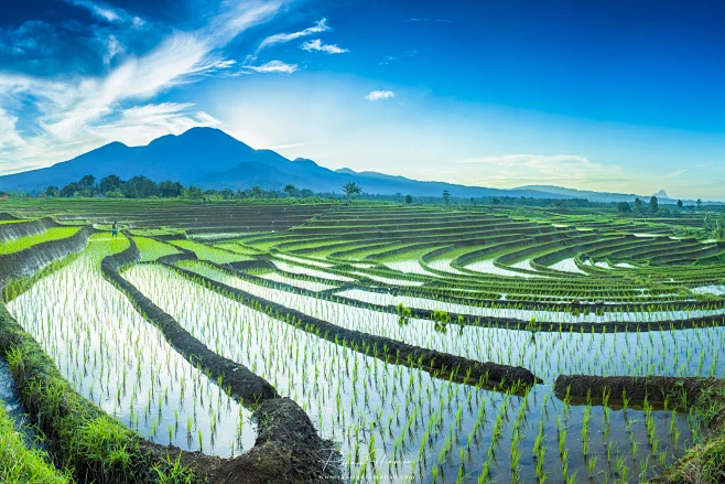 This more beautiful morning in the Kemumu Village , Bengkulu ...