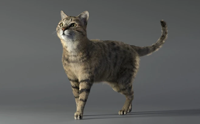 Cat, Gaeri Kim : This is fur RND project. I made cat's body model and fur. Texturing, lookdev ...
