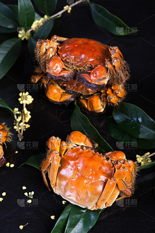 螃蟹,中国,大闸蟹,多毛的,动物毛发,连指手套,垂直画幅,户外,篮子,湖