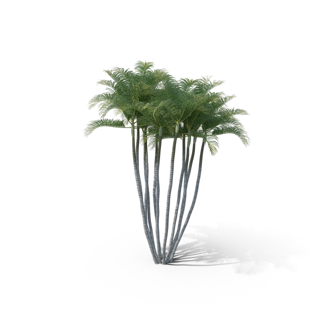 Areca Palm Tree.H03.2k 2图片_植物图片素材-花瓣网