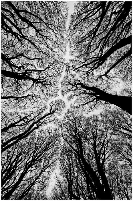 tree cathedral-花瓣网