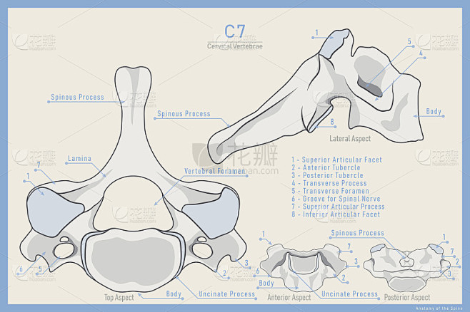 第七颈椎解剖。脊椎Prominens C7。前，后，侧位和俯视图。教育或学习插图