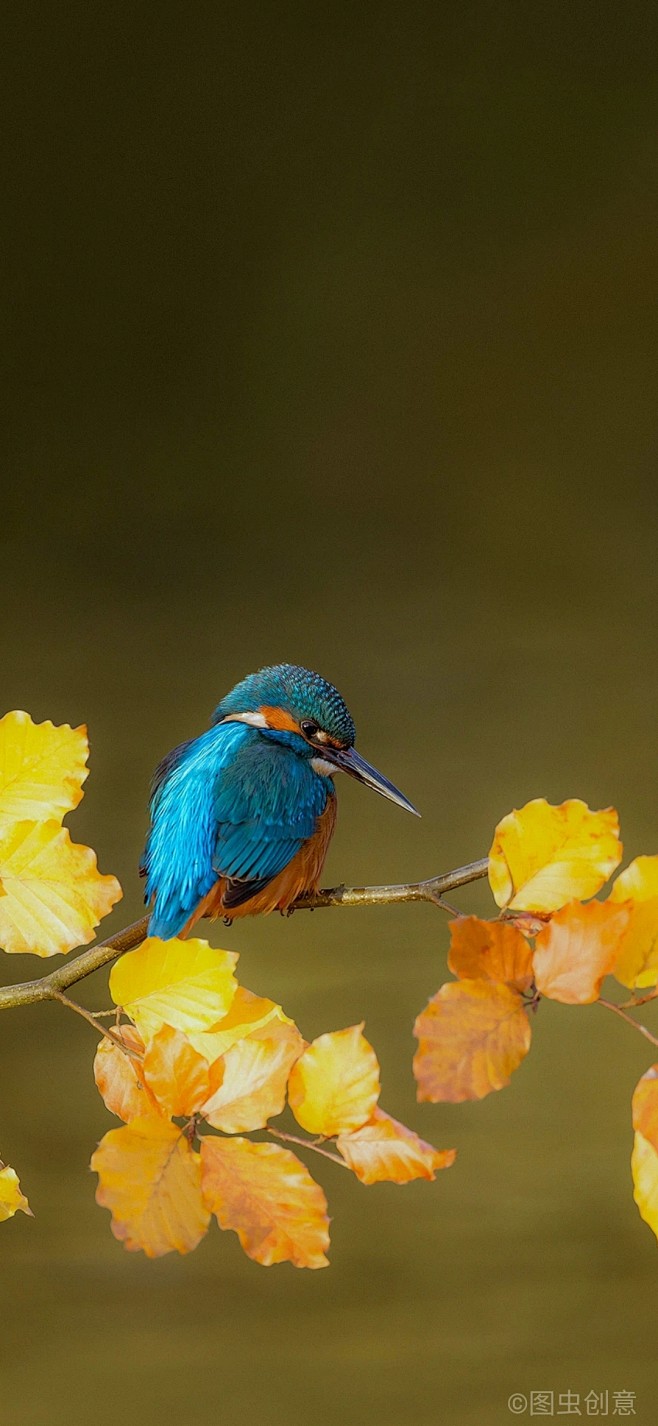 From island k20p 小米壁纸