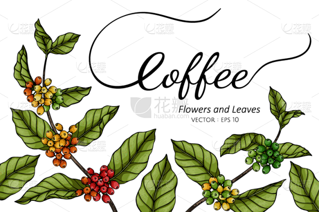 coffee flower and leaf drawing with line art on