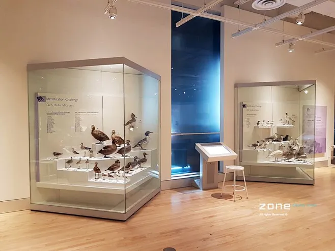 Custom Museum Display Cases made in glass for the exhibition "Bird ...