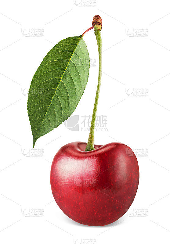 成熟的樱桃