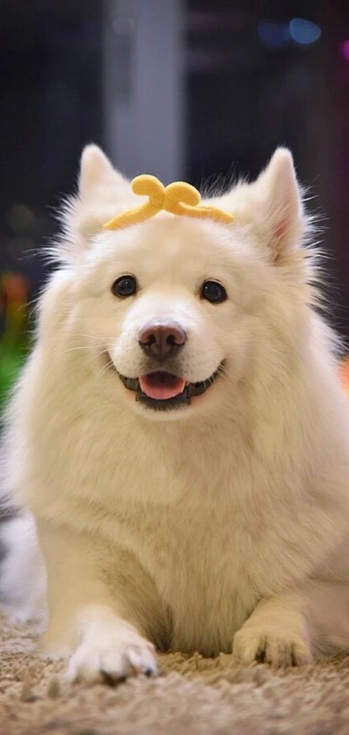 狗狗壁纸-花瓣网