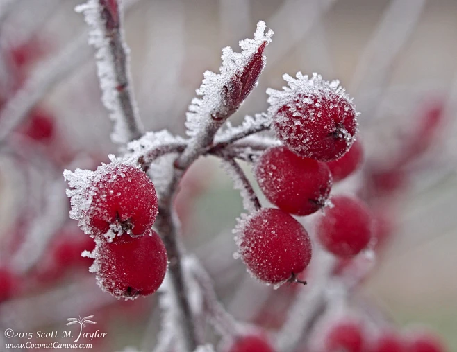 Fresh and Frosty by Scott Taylor on 500px-花瓣网