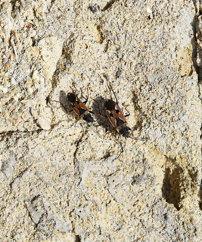 两个棕色的bug。