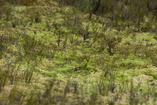 Mossy Bog (17)