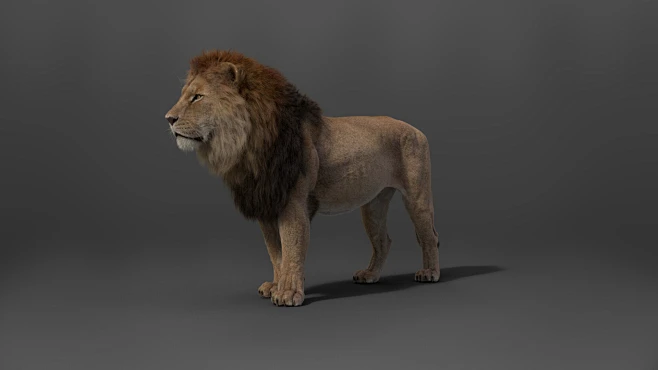 Male Lion Animated-花瓣网