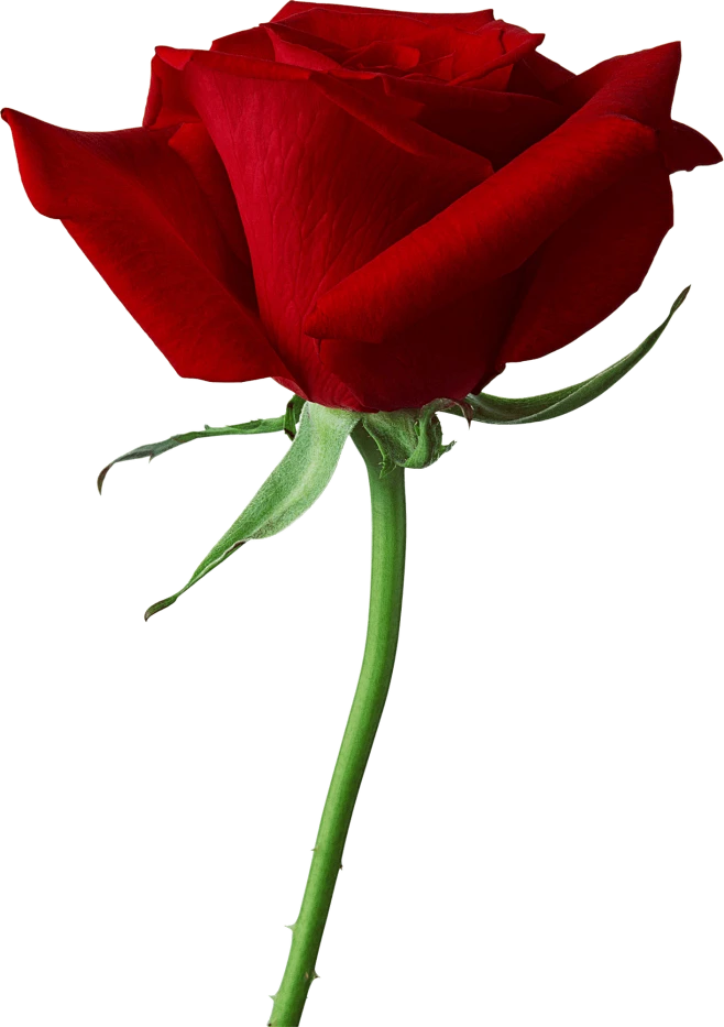 大红玫瑰特写透明的PNG - StickPNG-花瓣网