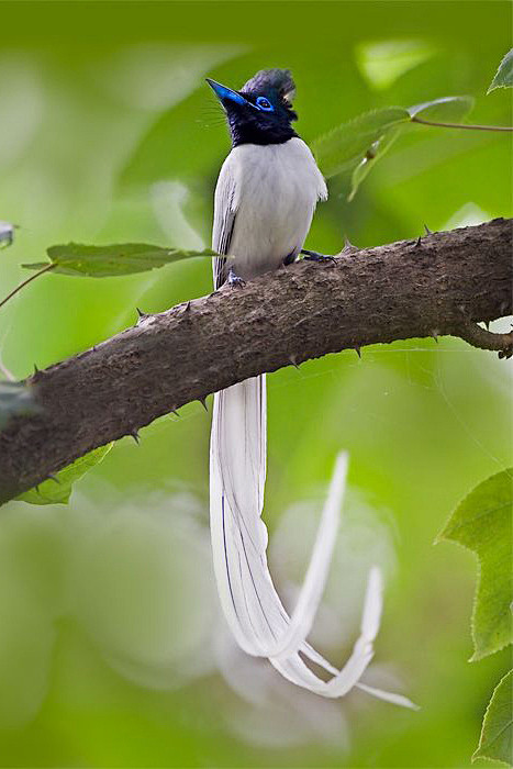 雀形目·王鹟科·寿带属：寿带