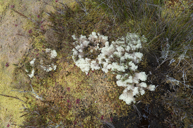 Mossy Bog (100)