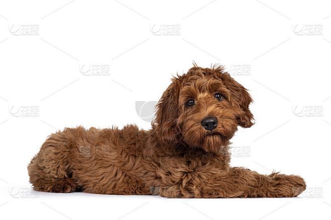 在白色背景上的小Cobberdog