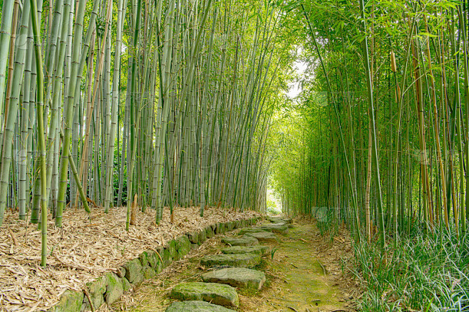 京都美丽的竹林