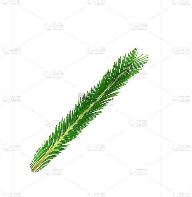 苏铁树的绿叶背景