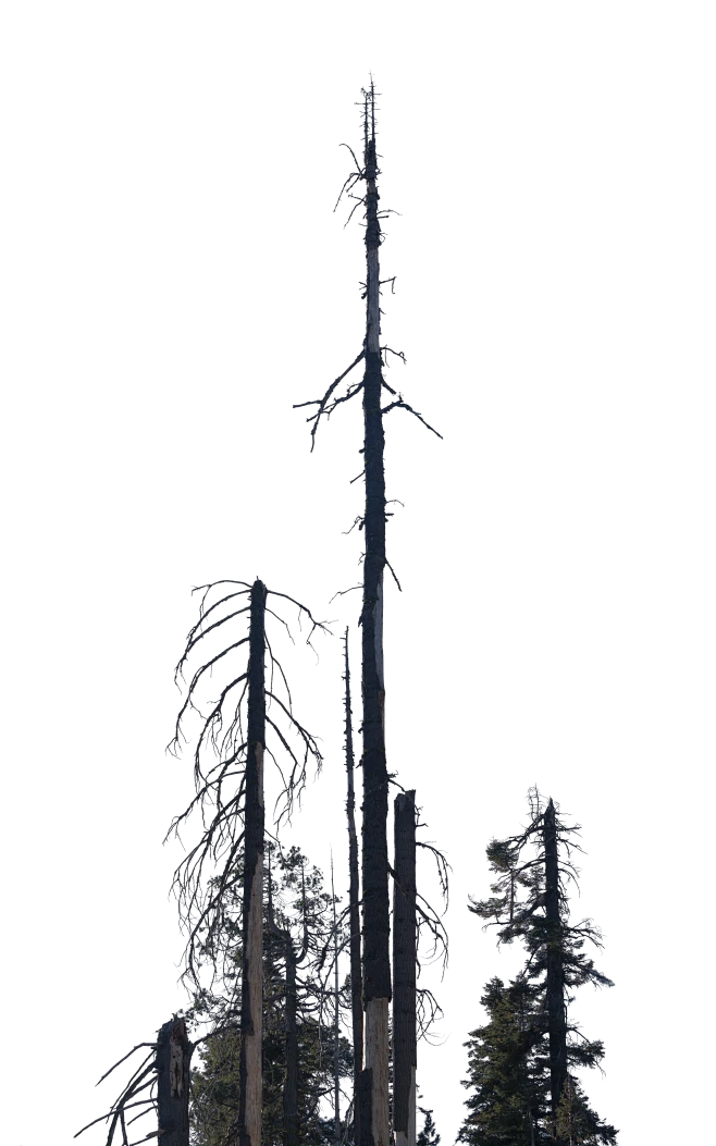 Dead Trees (13)图片_摄图片素材-花瓣网