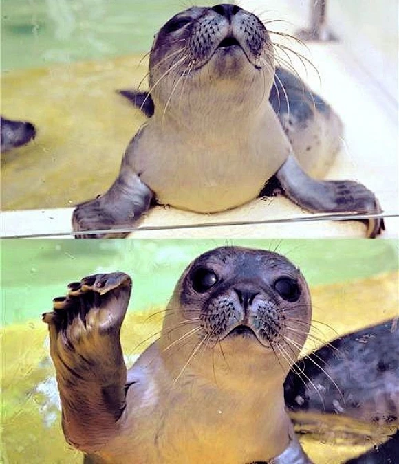 Loose Seal! | Cutest Paw-花瓣网