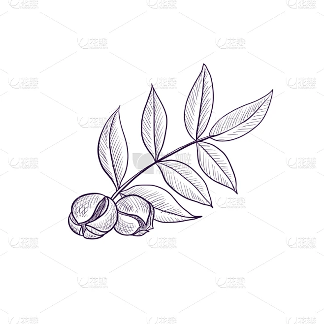 drawing branch hickory tree素材-花瓣网