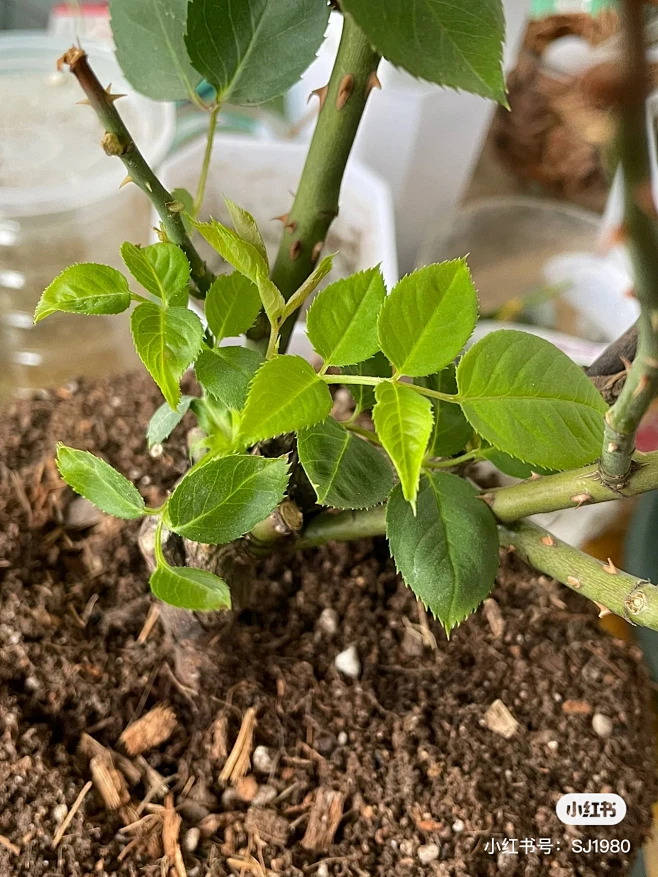 花瓣灵感详情页-花瓣网