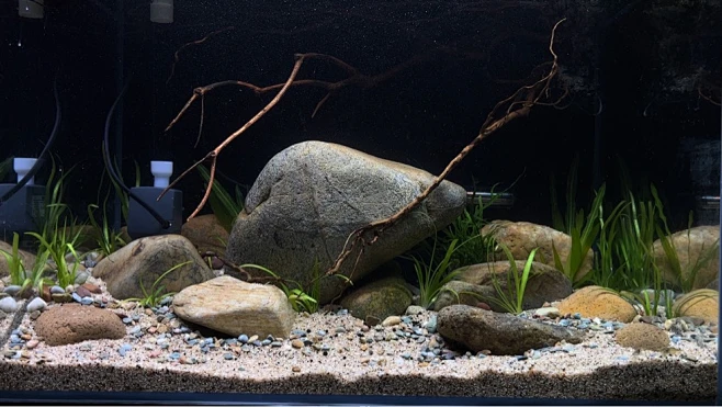 原生景来一个 - 原生态造景 - CTA南美水族 - Powered by Discuz!-花瓣网