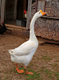Toulouse Goose Bird Duck Domestic Goose PNG - Free Download