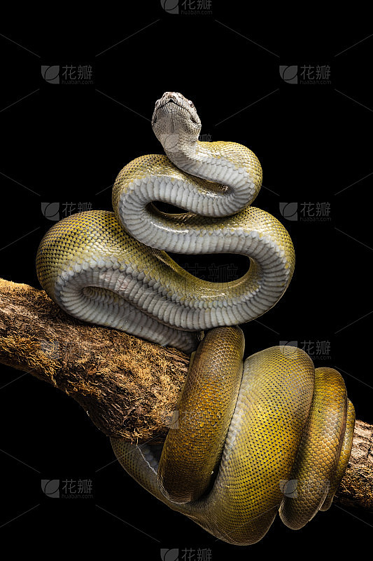 Apodora papuana / python俚语