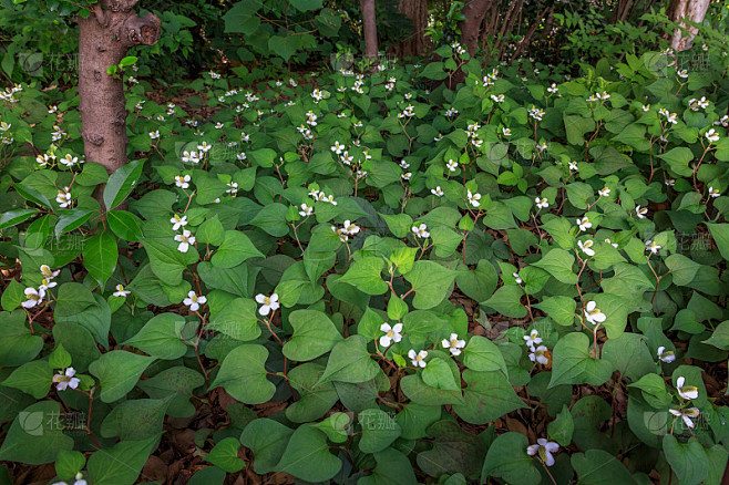 Houttuynia cordata