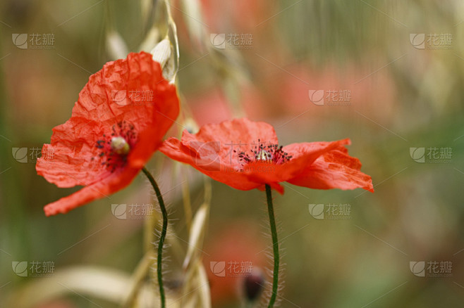 大特写,法兰德斯,自然,草地,水平画幅,无人,玉米,户外,野生植物,特写