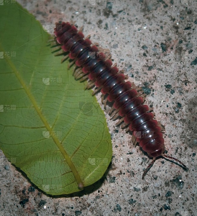 令人毛骨悚然的千足虫